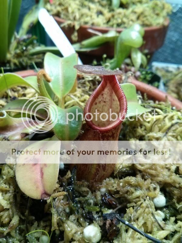 My Nepenthes - FlyTrapCare Forums